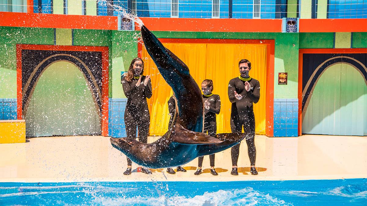 Insider’s Guide to SeaWorld San Antonio